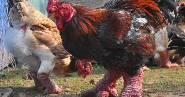 Chingum — Discover Curiosities: The Dragon Paws Chickens of Dong Tao