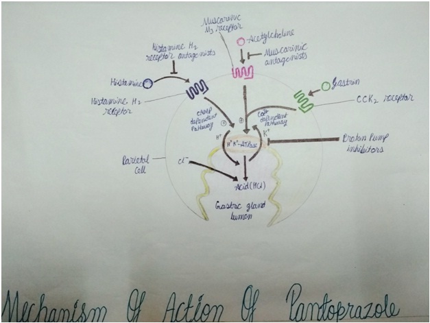 Pharmacology of Drugs: Pantoprazole - Mechanism of action