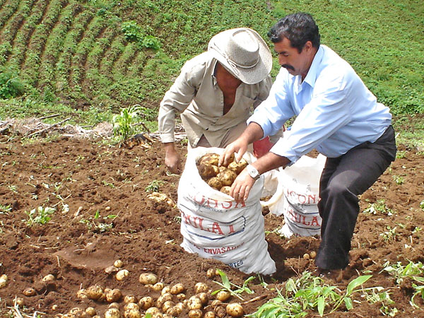 Honduras Noticias:: LA ESPERANZA, INTIBUCÁ Productores aprenden a ...
