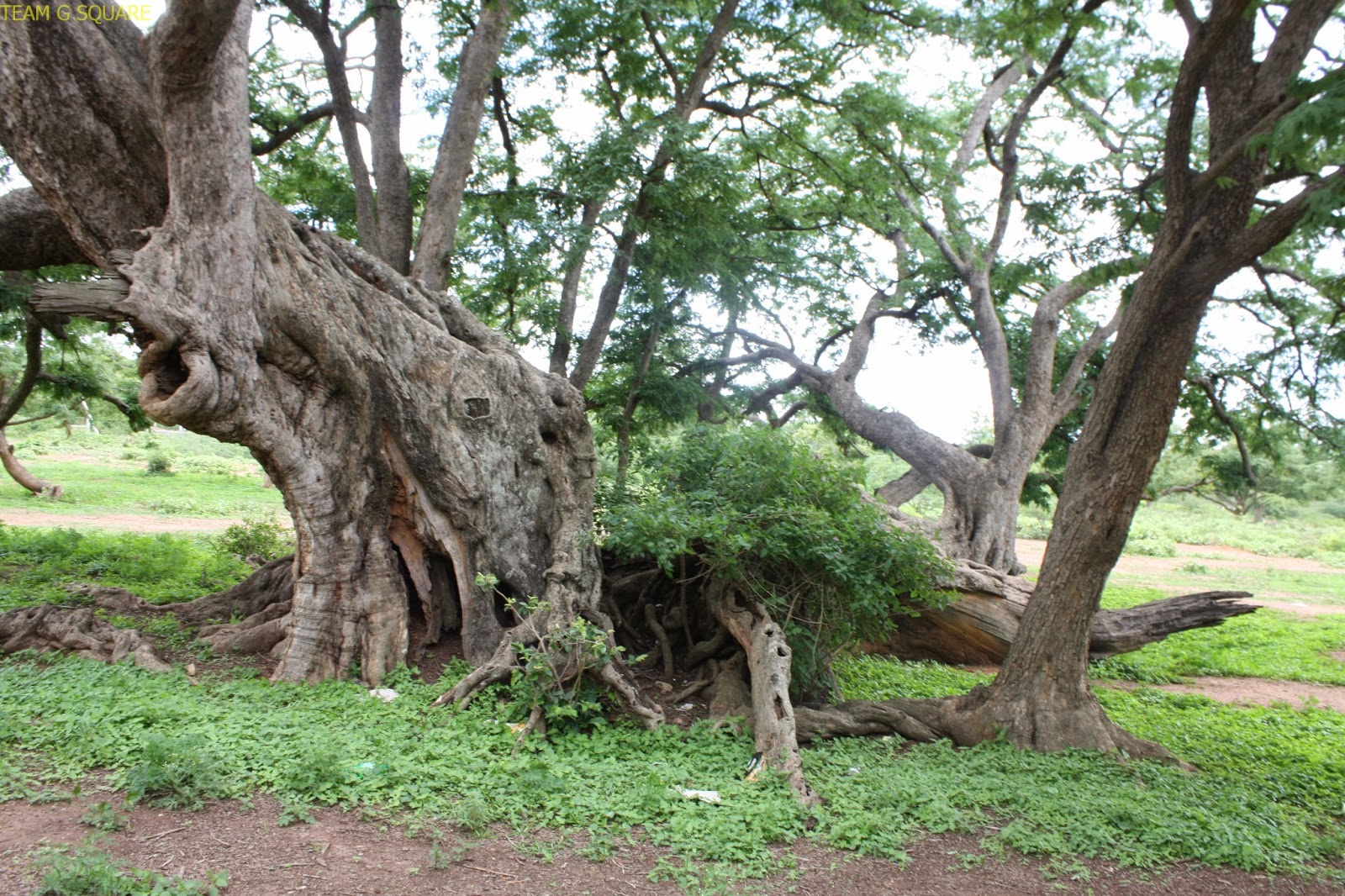 Team G Square: India's First Biodiversity Heritage Site - Nallur ...