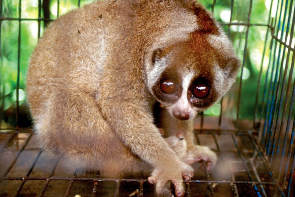 Jual Kuskus / Kukang Jinak | Hewan Indonesia dan Jual Beli