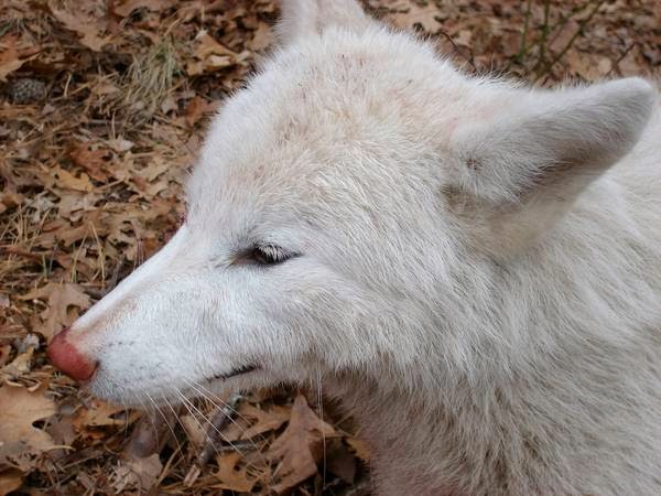 White Wolf : White-y coyote: Newfoundland animal profiled in National ...