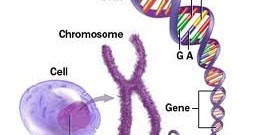Mom2K's World: MICRODELETION SYNDROME