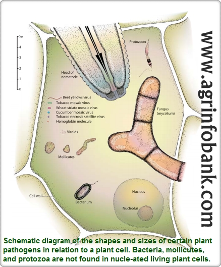 Types of Plant Diseases | Agriculture Information Bank
