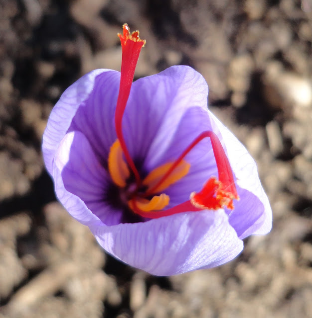 El Terrao - Dos urbanitas en el campo: LA ROSA DEL AZAFRÁN