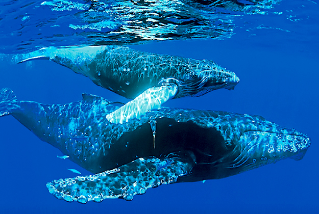 Gigantes del Océano: REPRODUCCIÓN DE LAS BALLENAS