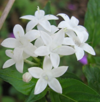 Flora and Fauna - Plants and Critters: May 2013