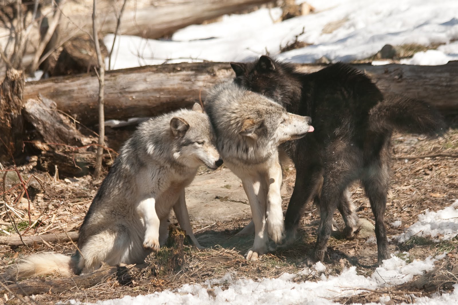 wmtc: wolf post 2: haliburton wolves in winter