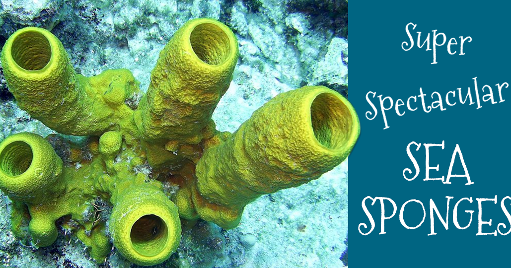 Sea Sponges Facts