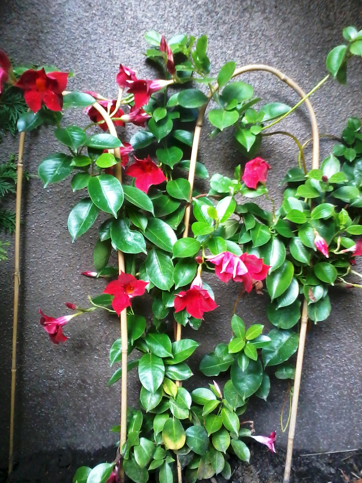 Koopman's Botanica: Mandevilla