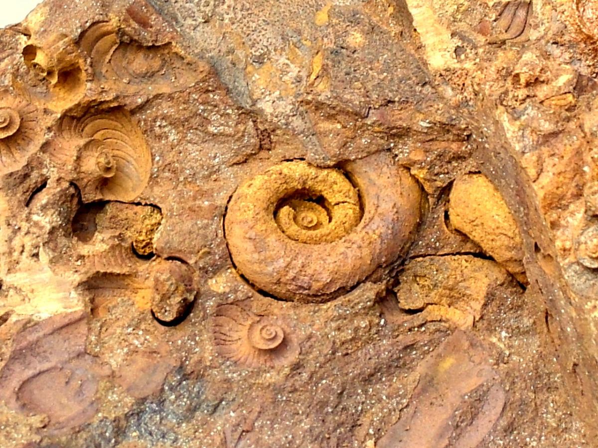 Science Club: La vie au Cambrien