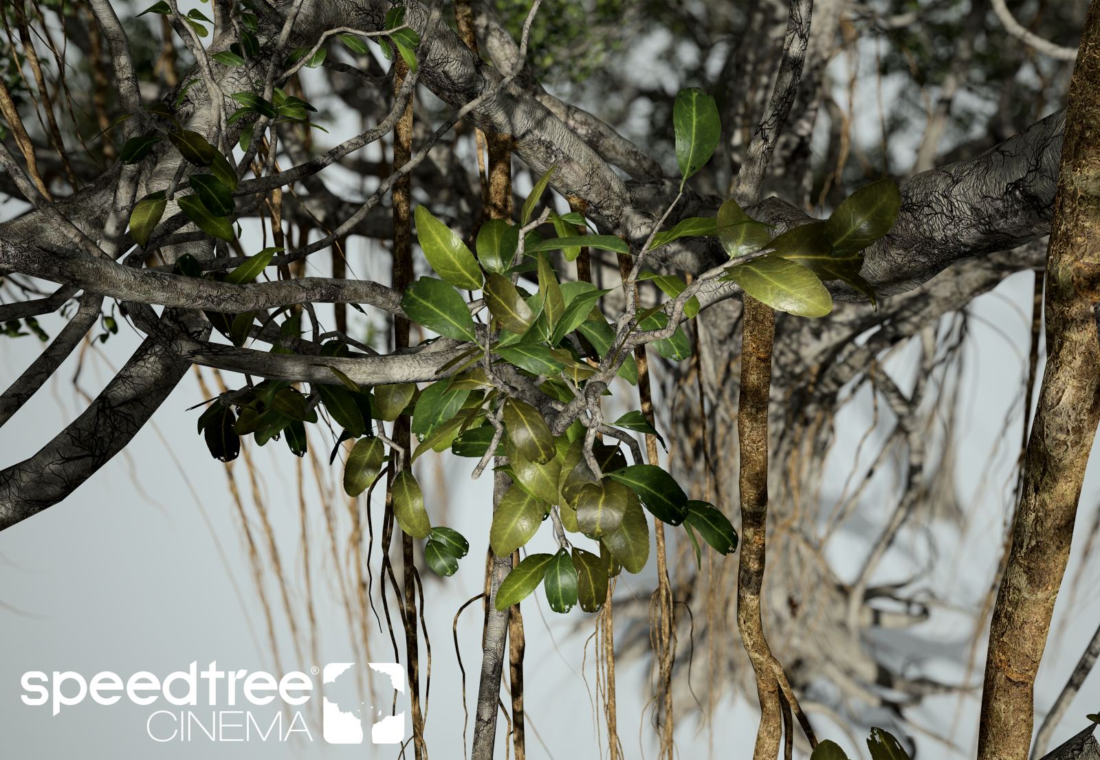 SpeedTree Cinema 8 Out Now | Computer Graphics Daily News