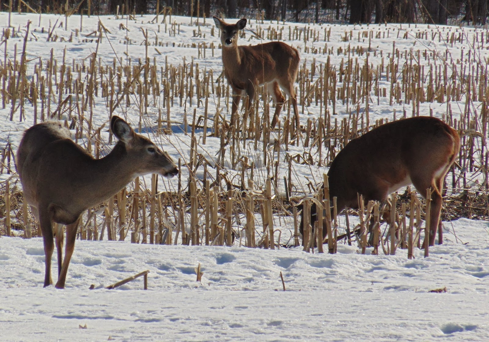 Mark Bellis: Three deer in cornfield