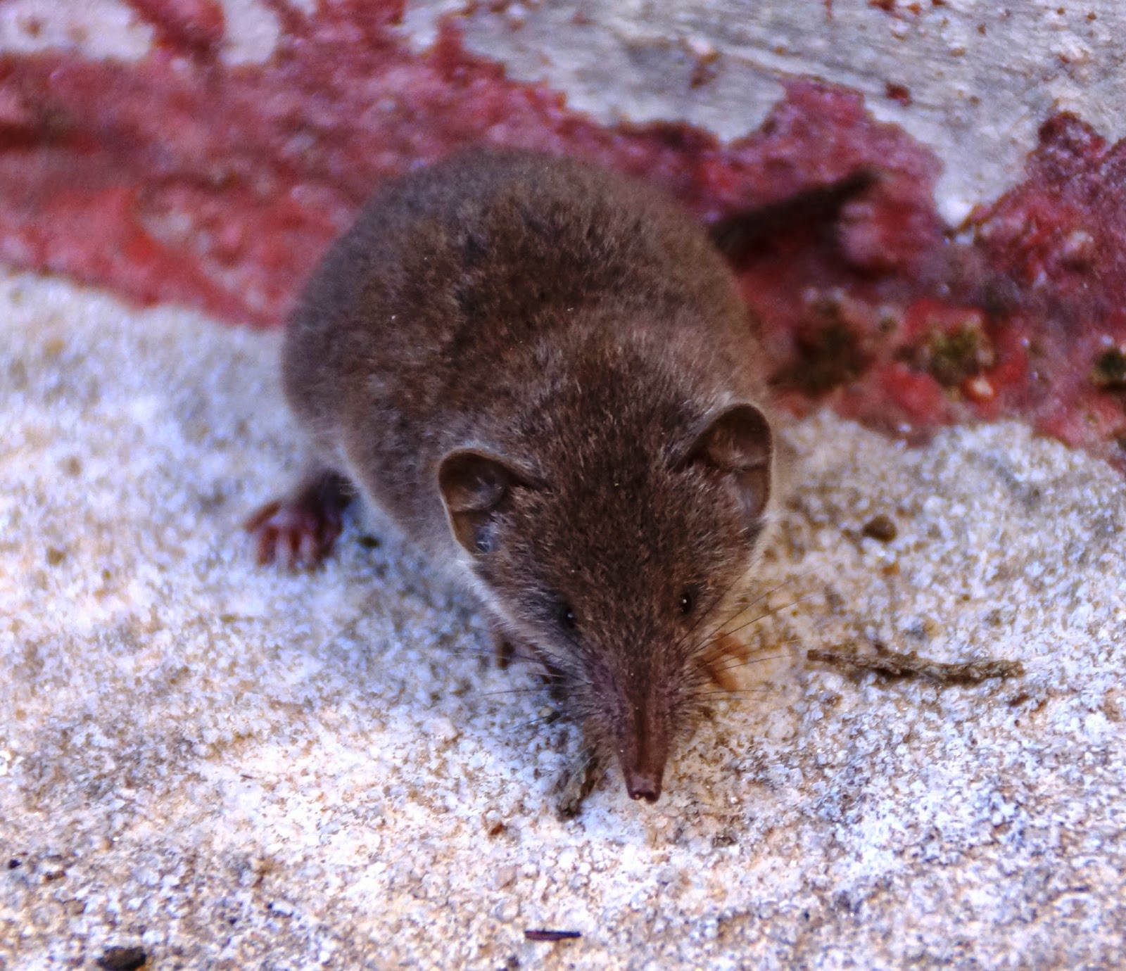 Reptiles y Anfibios de Extremadura: Musaraña Común