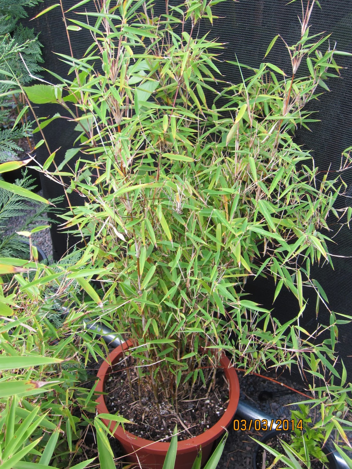 The Niche Nursery: Bamboo Sale at The Niche.