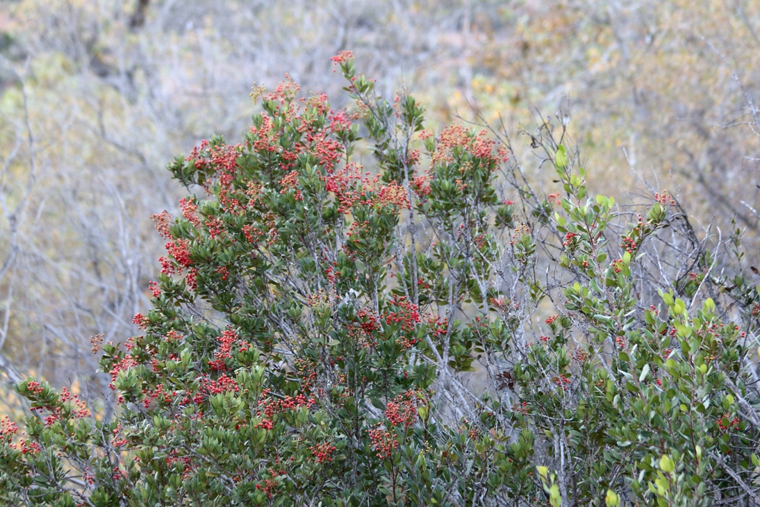 A photo, A thought............: Plant: Toyon...a chaparral keystone ...