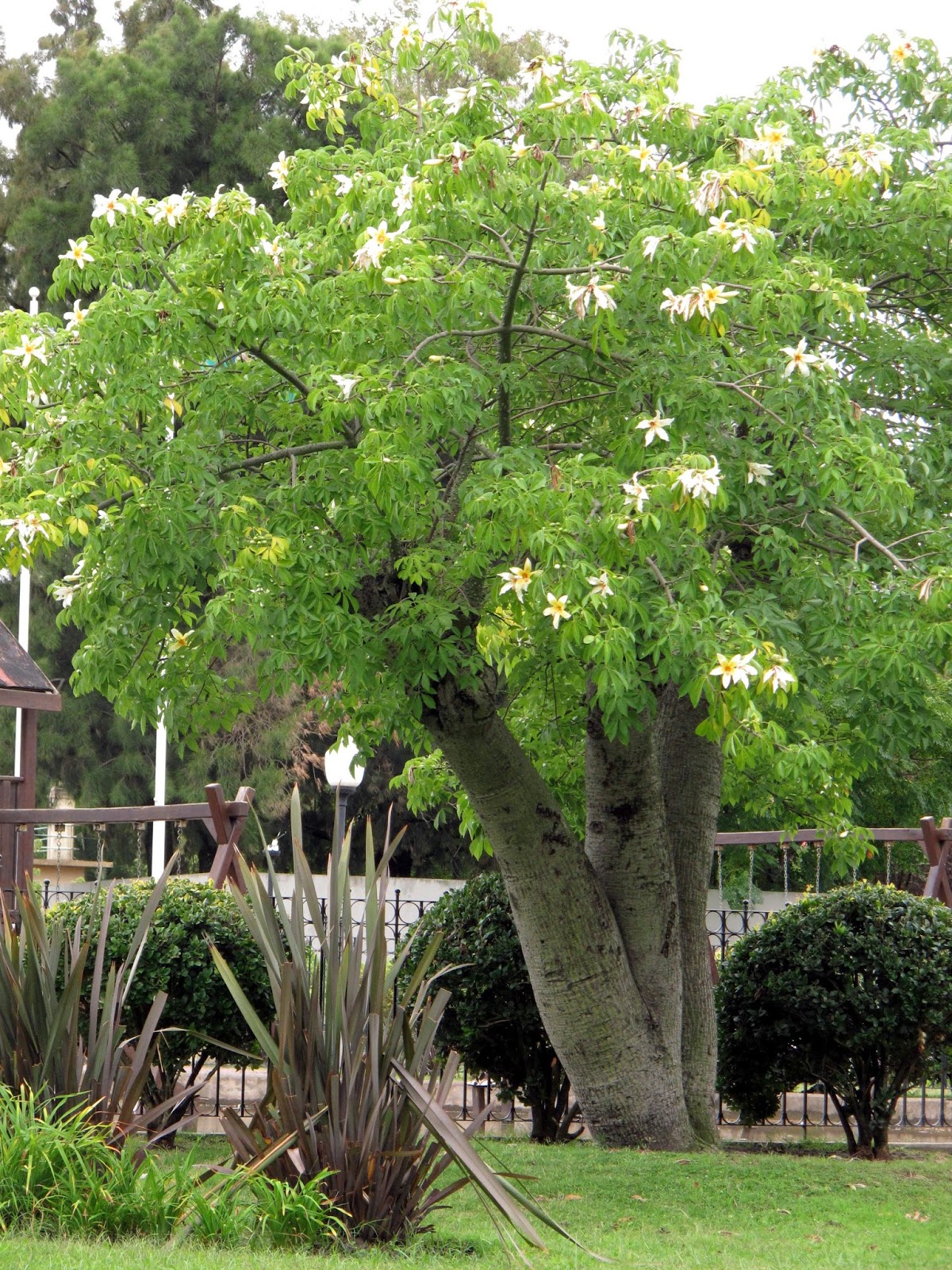En el jardin: Chorisia speciosa o Ceiba speciosa = Palo borracho