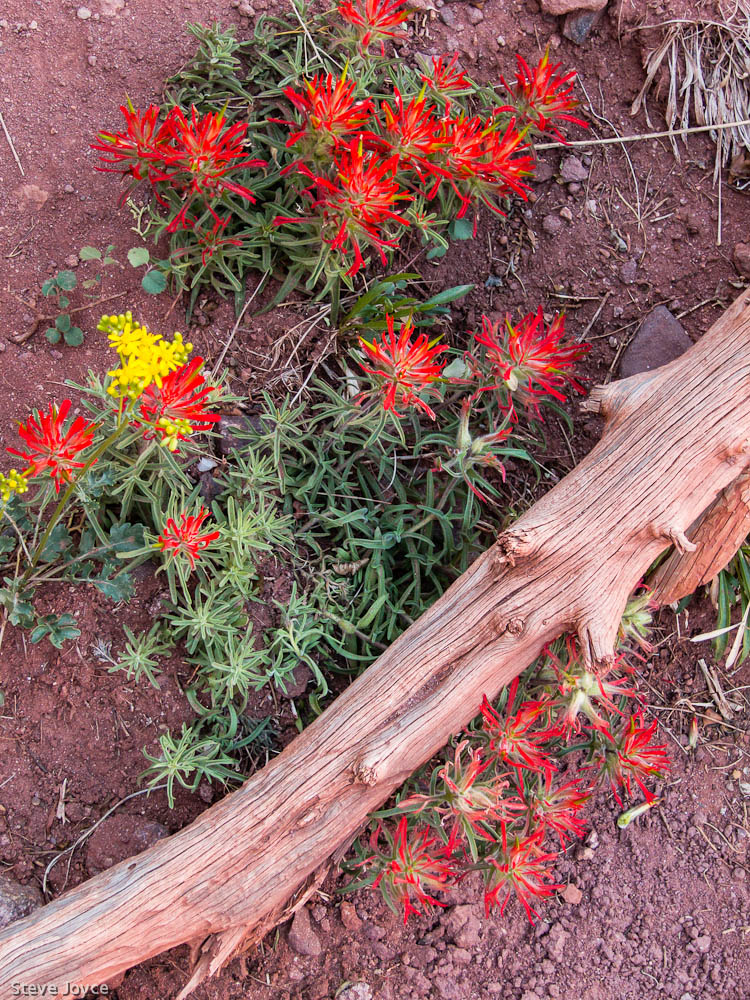 Steve Joyce's BLOG: Moab - Flowers