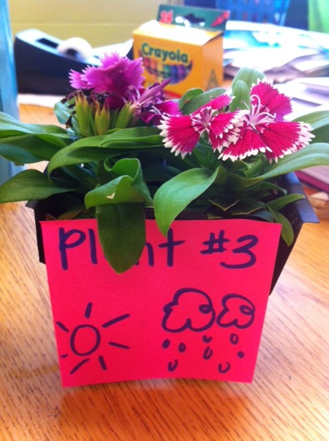 Simply Second Grade: Fun With Plants!