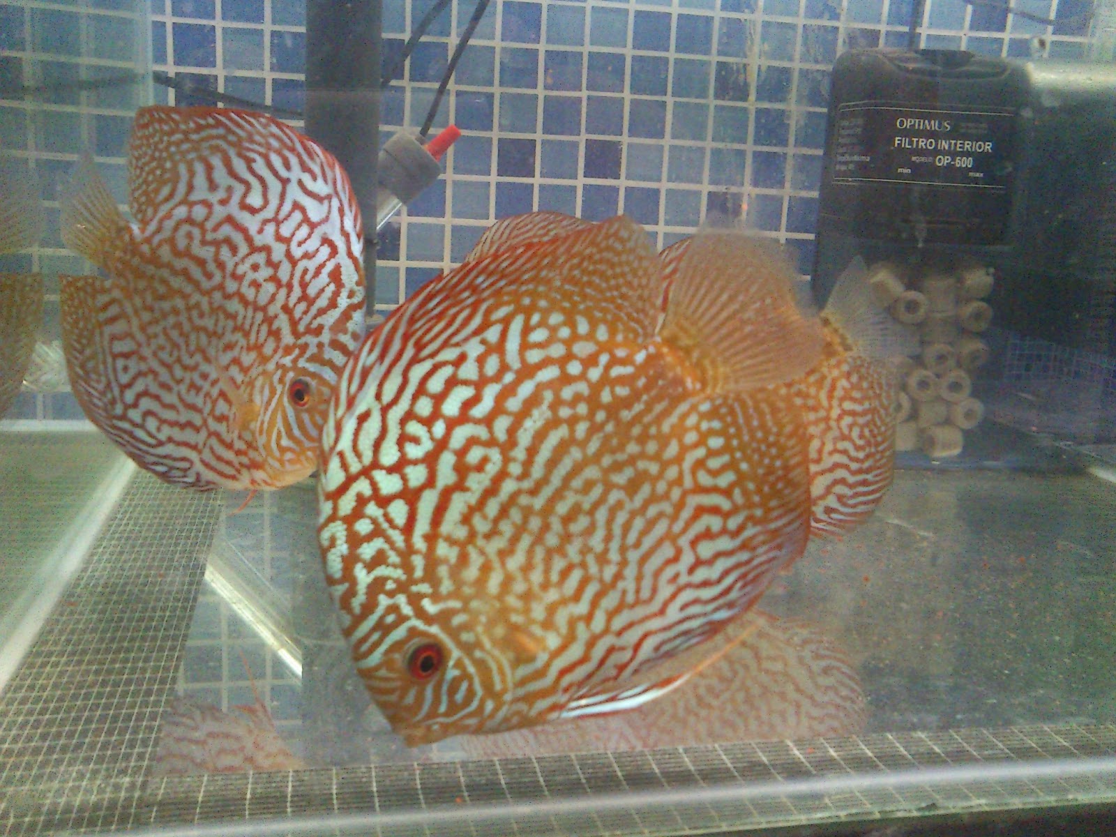 Discus Vigo: Galaxy Turquoise