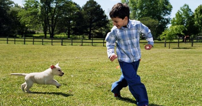 My Human, My Pet (ZORO): Why Does My Dog Follow Me Everywhere?