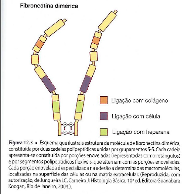 Esquema que ilustra a estrutura da molécula de fibronectina dimérica ...