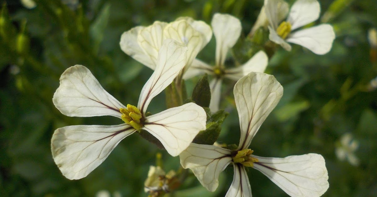 a hopeful nature: Rocket Flowers