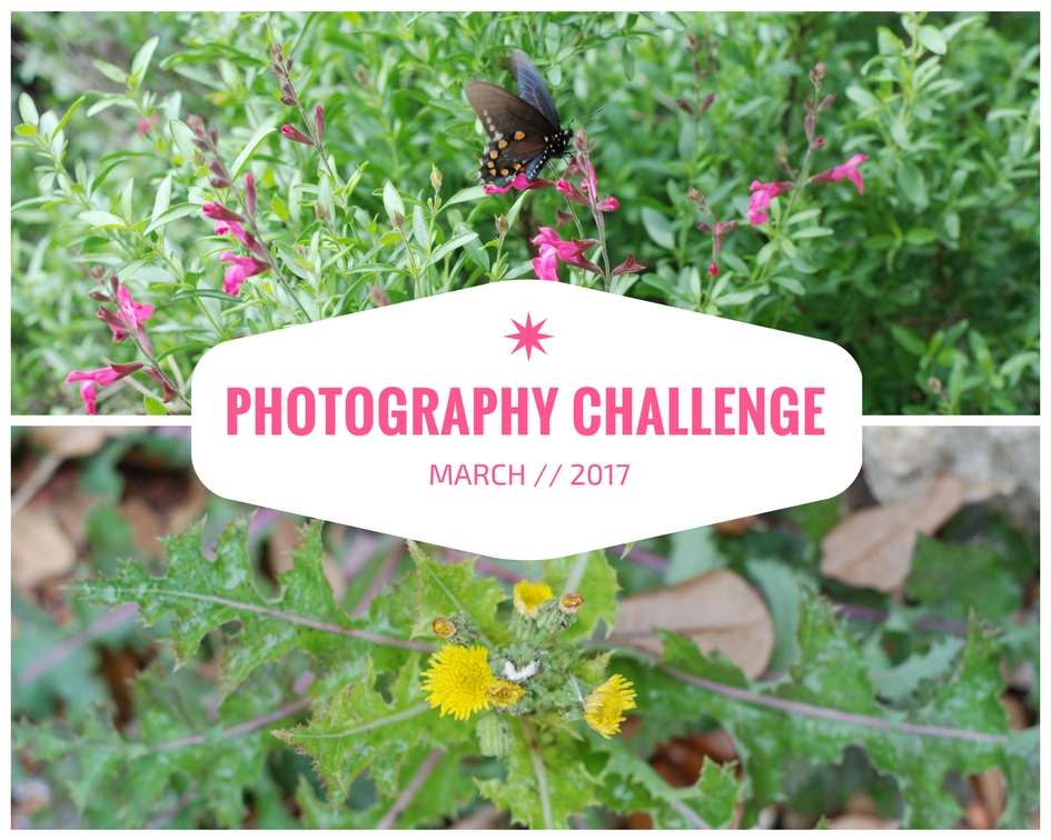 The Kitkat Studio: March Photography Challenge // Recap