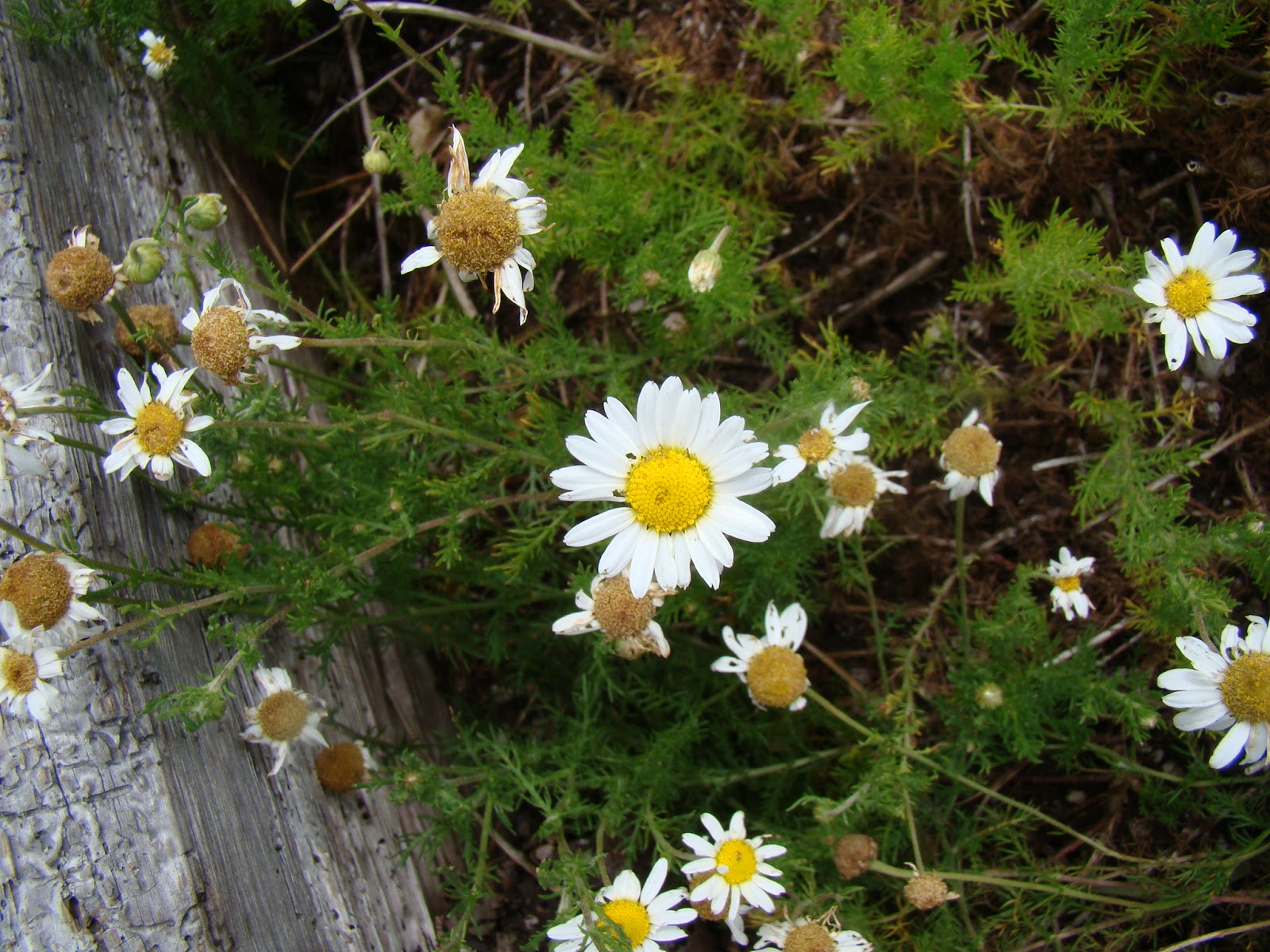 Leaves of Plants: Camomile