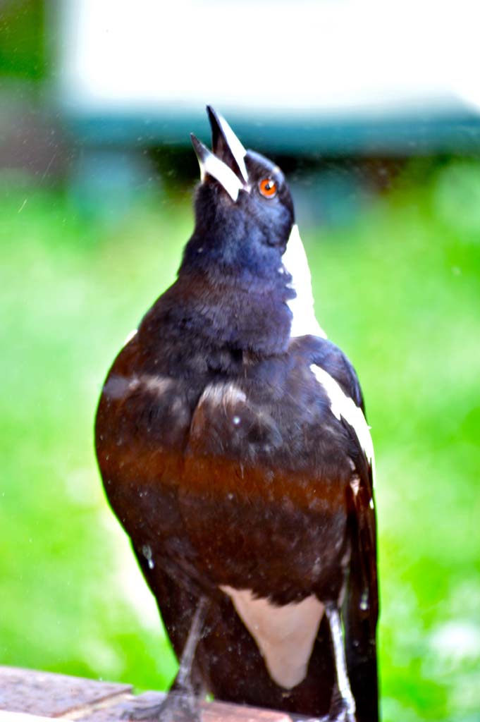 It's Baby Magpie Season
