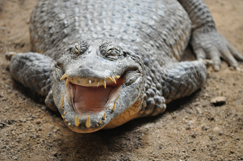ZOOTOGRAFIANDO (6.100 ANIMALS): YACARÉ / YACARE CAIMAN (Caiman yacare)