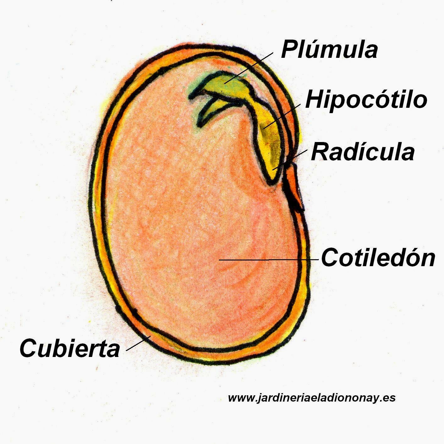 Jardineria Eladio Nonay: junio 2014