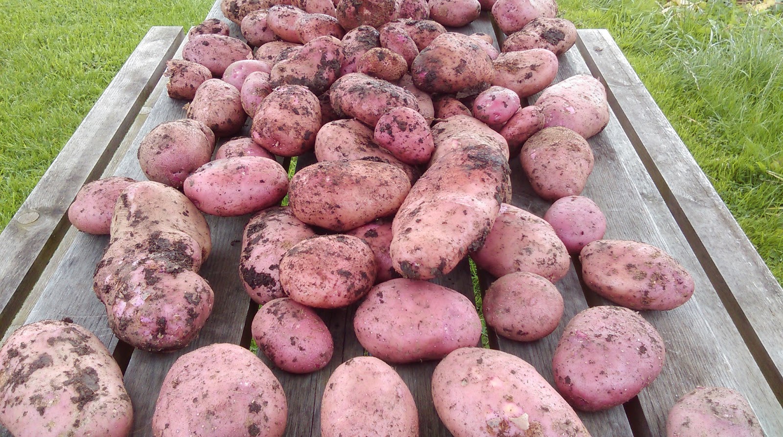The Field: Main Crop Potatoes - Sarpo Mira