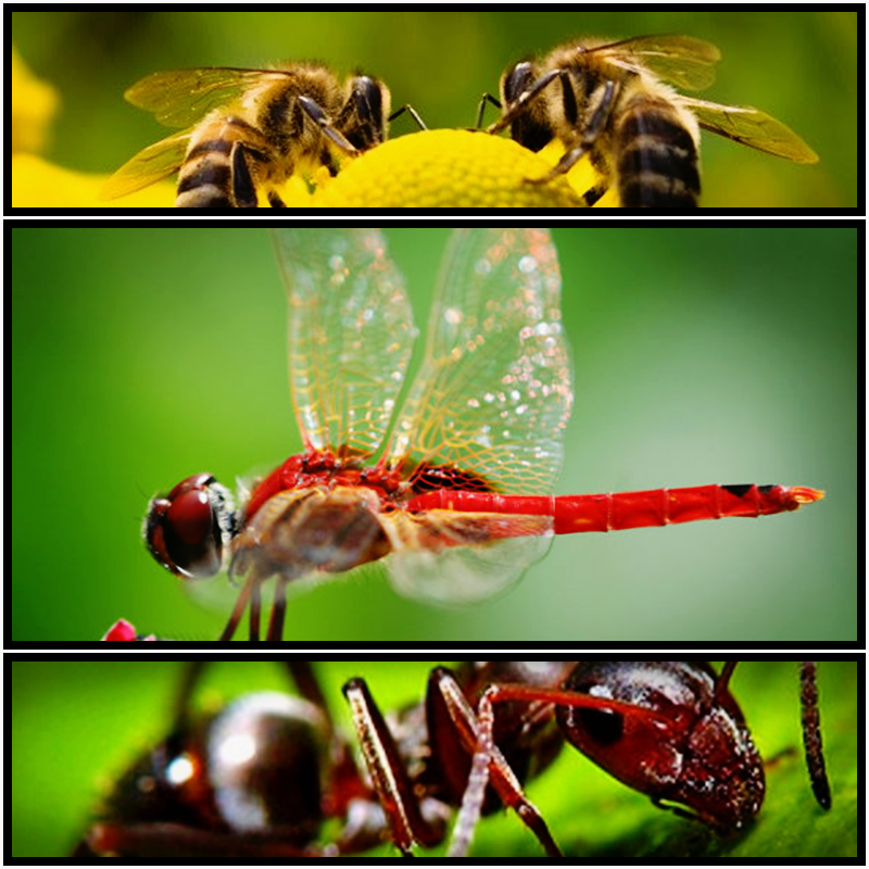 Curiosidades: Vida dos Insetos