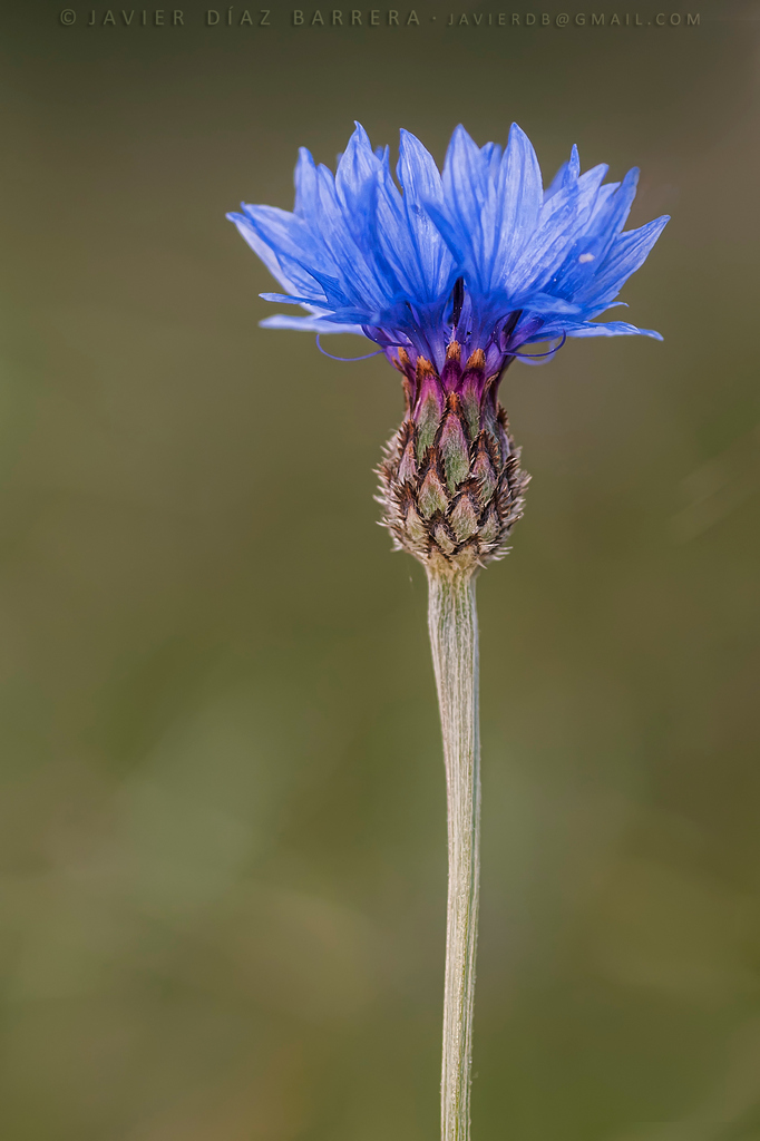 Bichos y plantas de León: Aciano