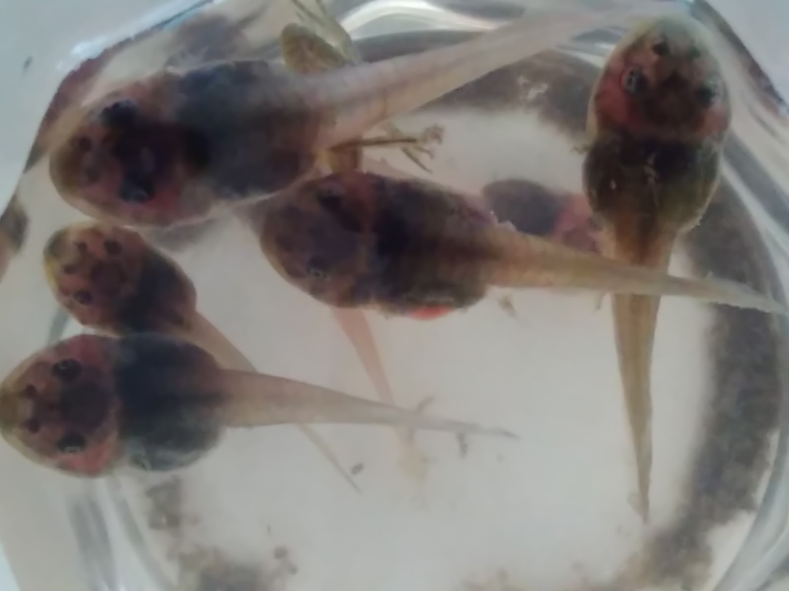 Laporan Fisiologi Hewan : sistem peredaran darah pada kecebong