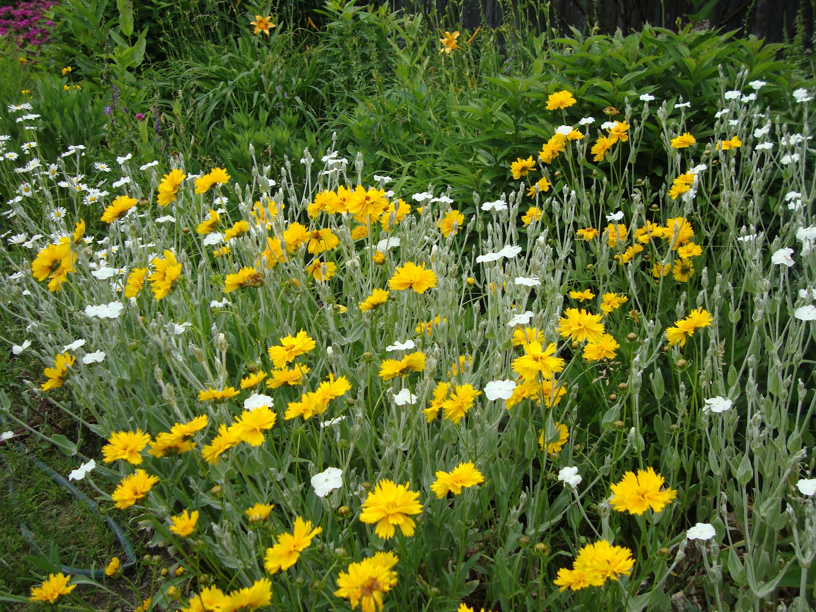 A Romantic Country Home: My flower Garden...