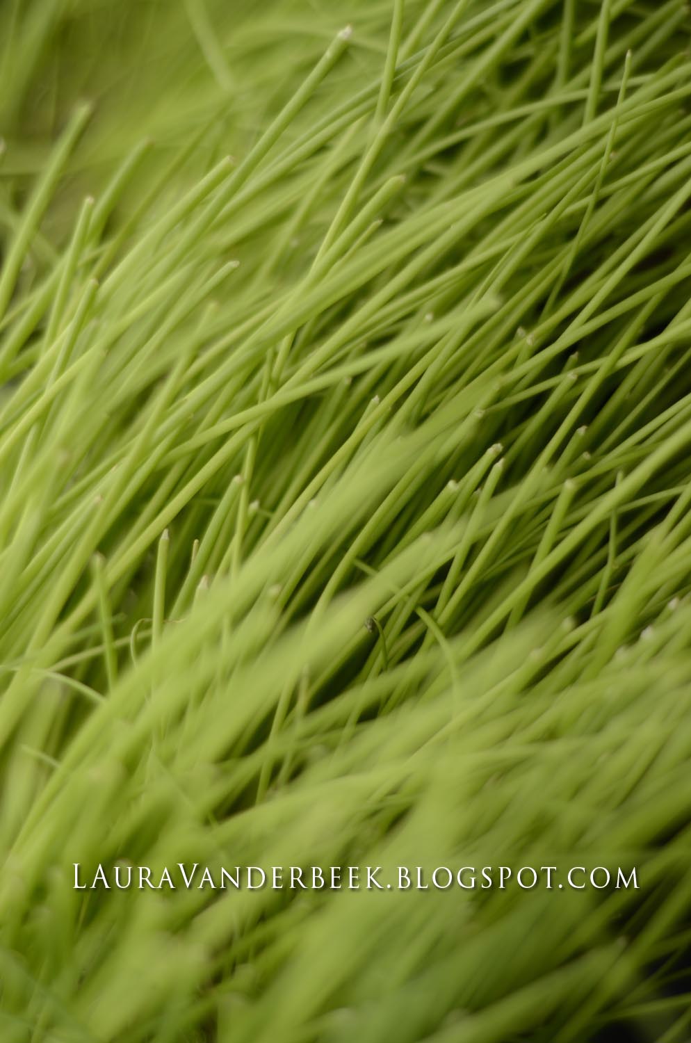 Laura Vanderbeek: Patience and Waiting