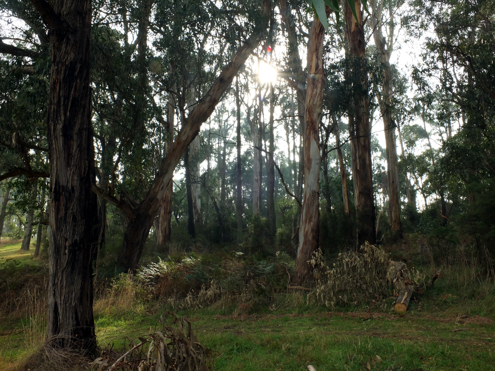 Friends of Drouin's Trees: Drouin's Valuable Remnant Bushland #2