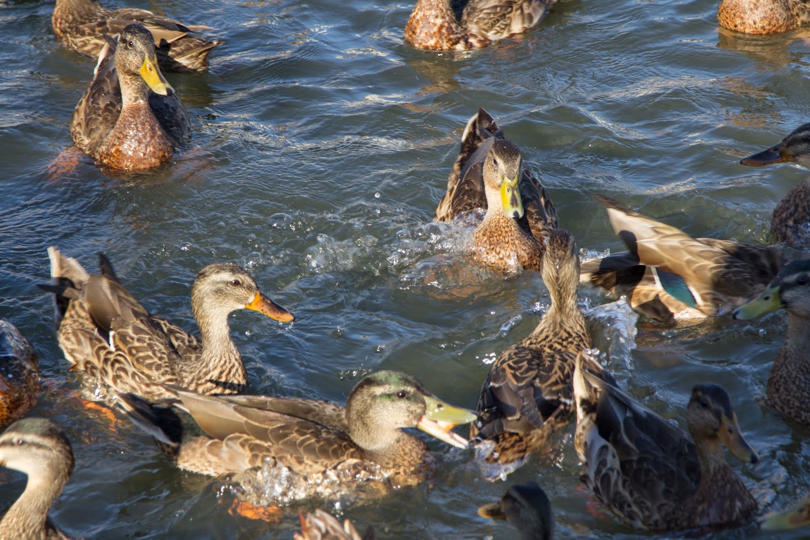 Mixed Dispatch: Annapolis Ducks