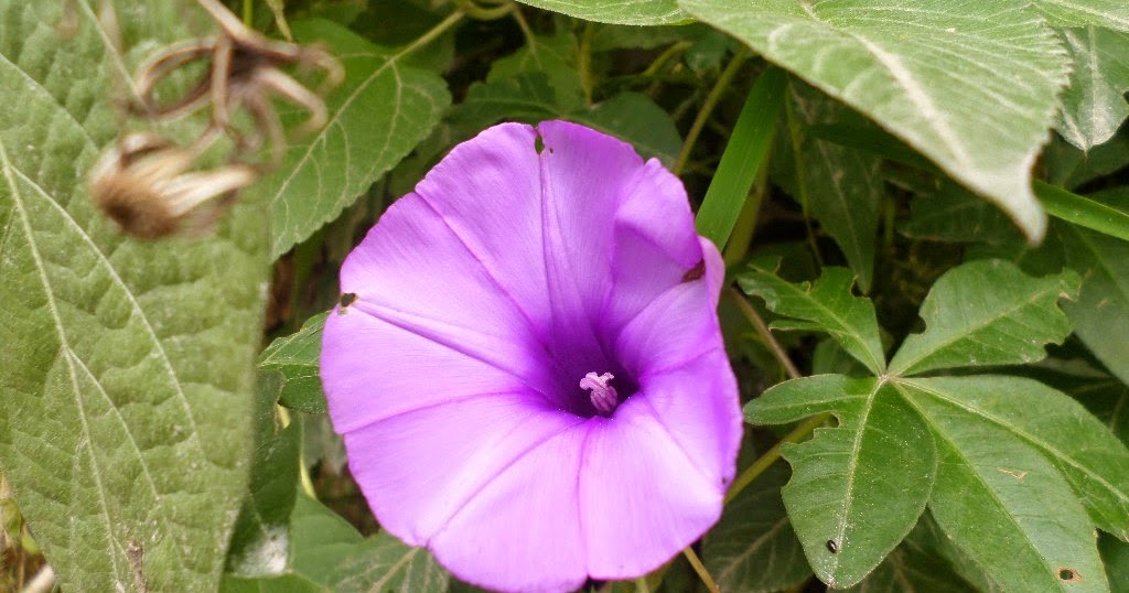 Wallpaper Bunga Terompet