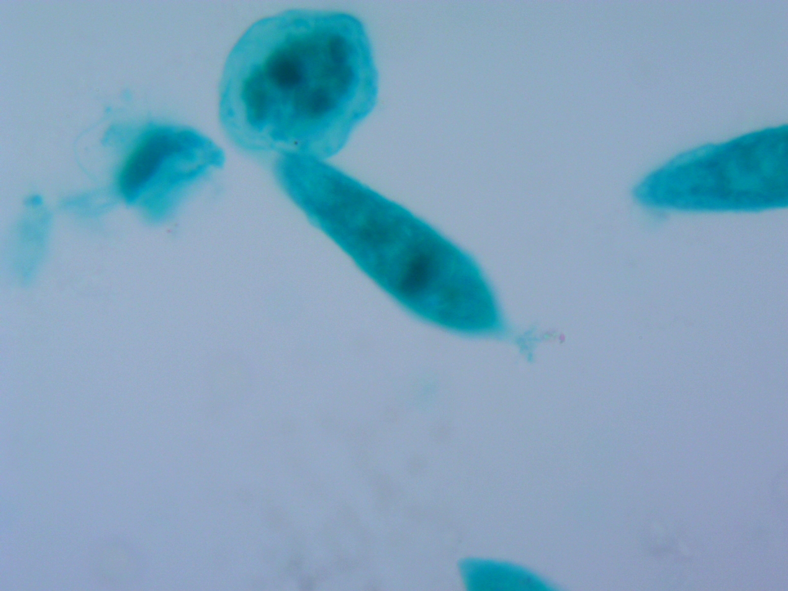 Euglena