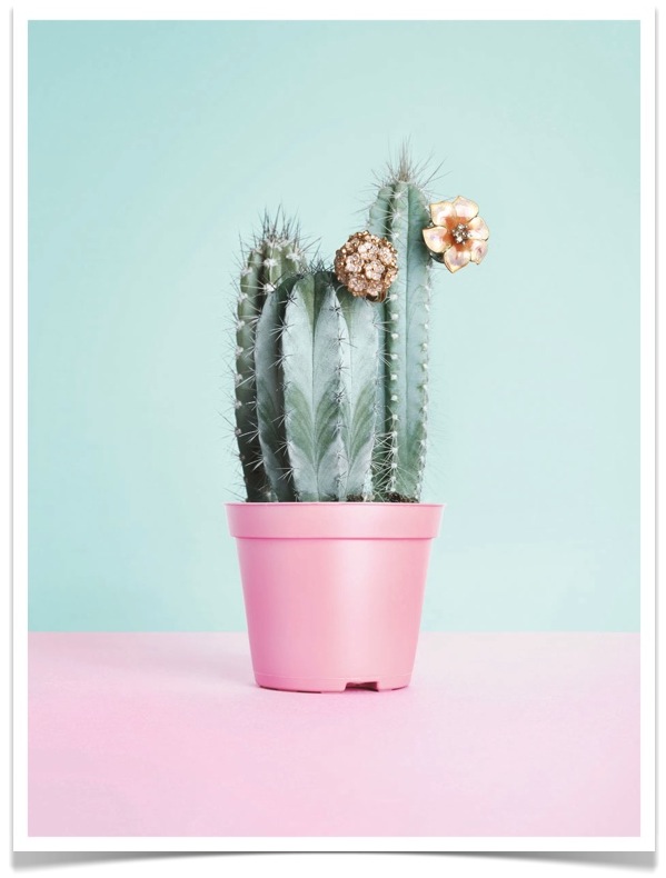 Viola Pearl: Frilly Cactus