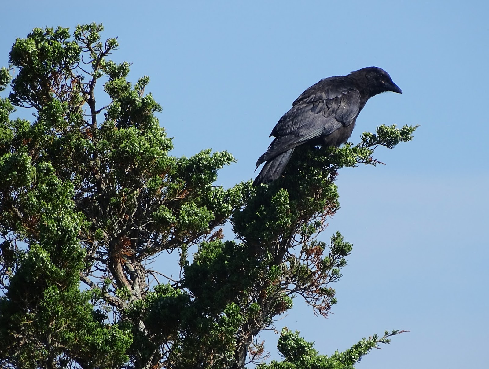 Notes from Halibut Point: Crow Socials