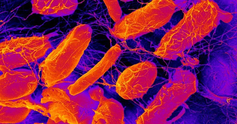 Acetobacter xylinum Caracteristic - AGROTEKNO LAB