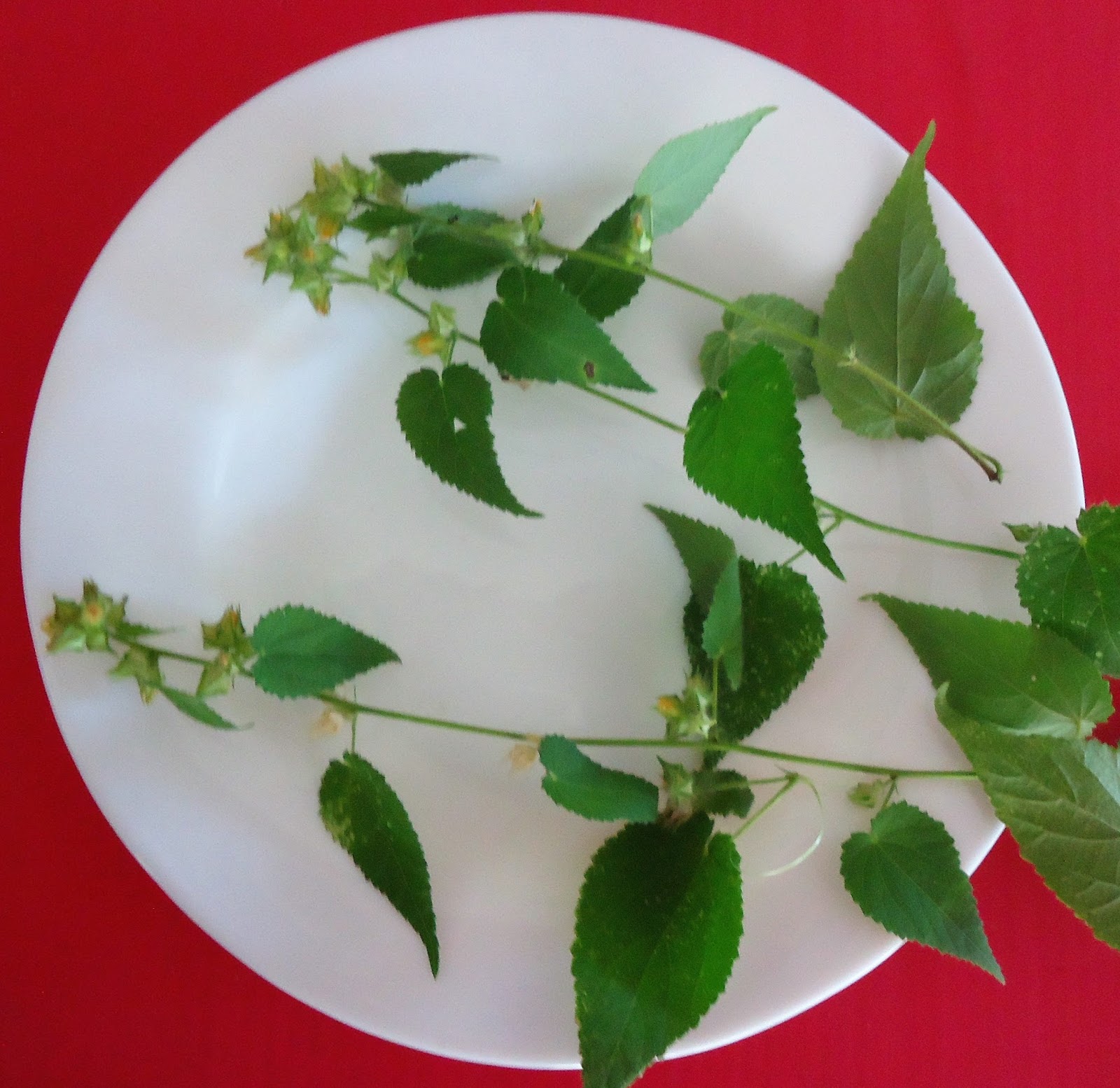 v e r d e c h a c o: Escoba Dura / Afata