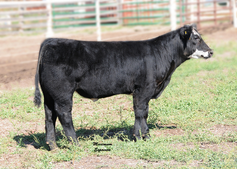 Lautner Farms: Blach Show Cattle Online Club Calf Sale