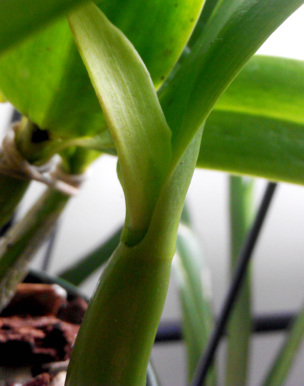 Maria's Orchids: Is my cattleya preparing to flower?