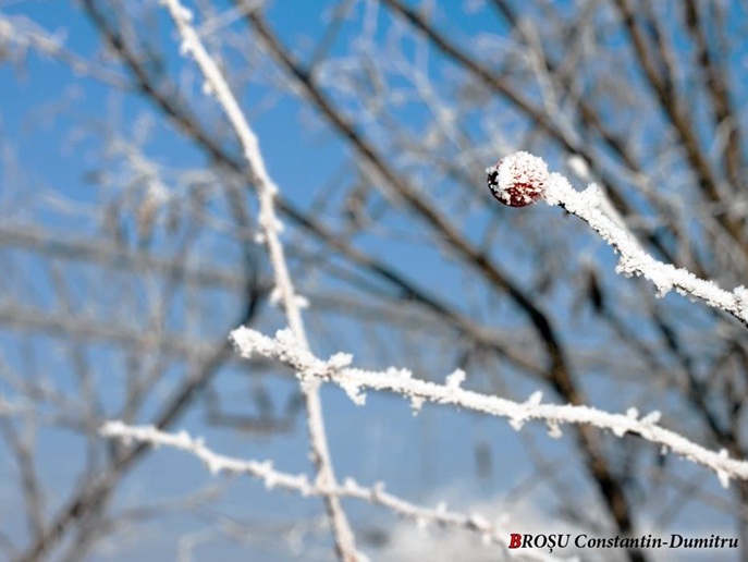 ROMANIAN KUKAI english Version Frost On The Branch romanian-kukai-english-version-frost-on-the-branch