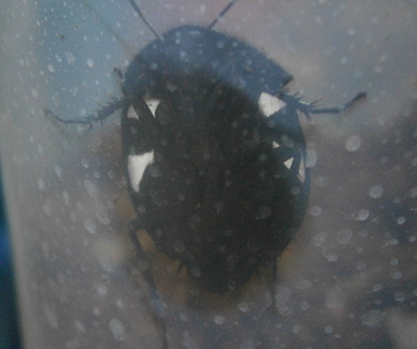 Invertebrate Dude: My first Question mark roach adult!